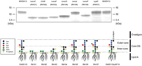 Generalized Lps Structures In A Series Of E Coli Lps Mutants Used In