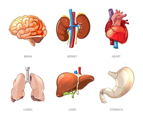 Menselijke Interne Organen Anatomie In Cartoon Vector Stijl Hersenen