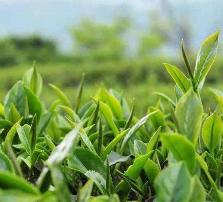 Temperature Control Strategy Of Tea Dryer Based On Improved Particle
