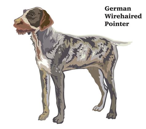 German Wirehaired Pointer Stock Illustrations 88 German Wirehaired