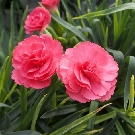 FRUIT PUNCH Classic Coral Dianthus