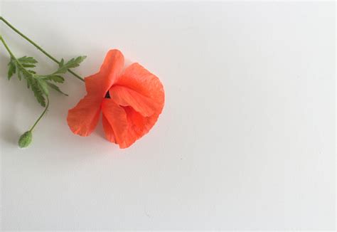 꽃 빨간 양귀비와 싹 파파버 라와스 일반적인 이름 옥수수 양귀비 옥수수 장미 필드 양귀비 텍스트 공간이흰색 배경에 빨간 잡초 0