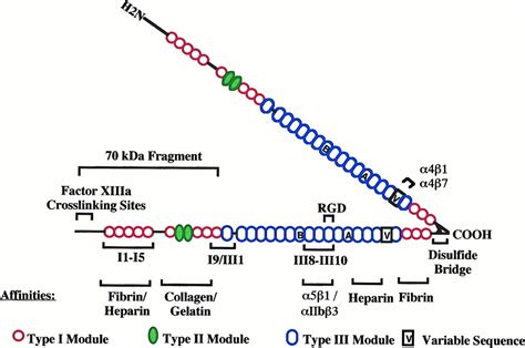 Fibronectin Arteriosclerosis Thrombosis And Vascular Biology