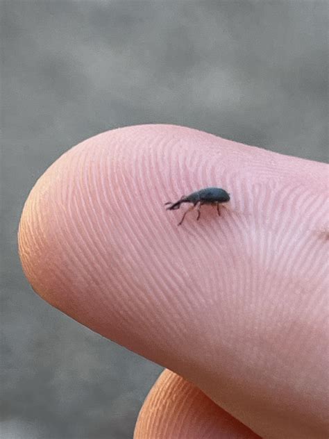 Tiny Weevil Time R Weeviltime