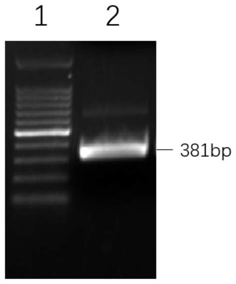 凡纳滨对虾抗菌肽holotricin基因及其表达方法与流程