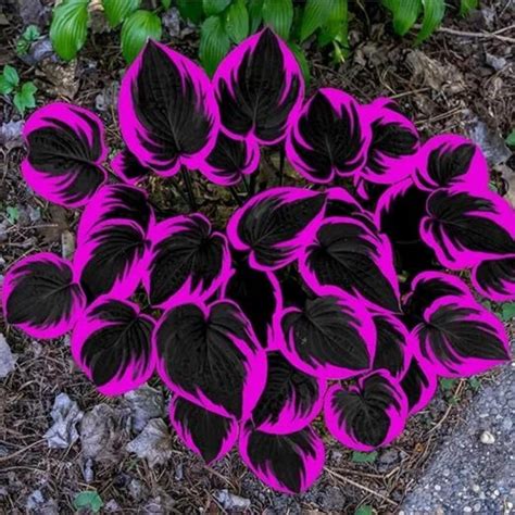 Black And Red Hosta Plants Etsy