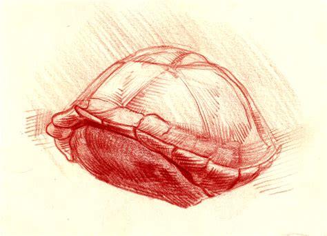 Turtle Shell Drawing At GetDrawings Free Download