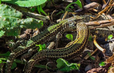 Mating Ritual Of Two Lizards Stock Image Image Of Nature Macro