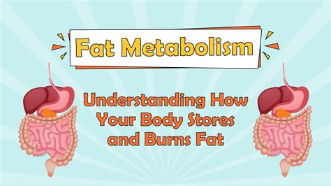 Fat Metabolism Understanding How Your Body Stores And Burns Fat Learningmole