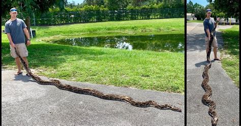 Nearly 18 Foot Burmese Python Captured In Big Cypress National Preserve