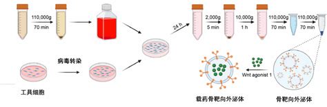 这种“不死的癌症”会导致骨质疏松，苏佳灿教授科研团队发现新疗法 上海大学转化医学研究院