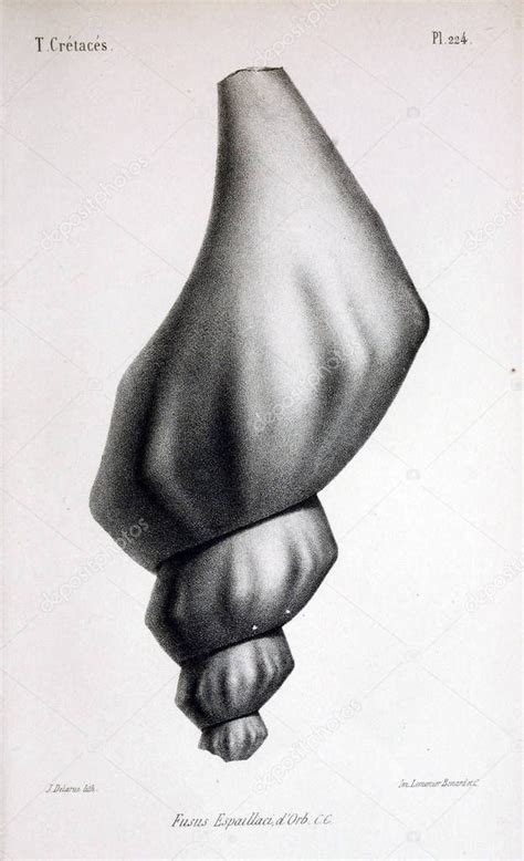 Ilustraci N De F Siles Imagen Antigua 2024