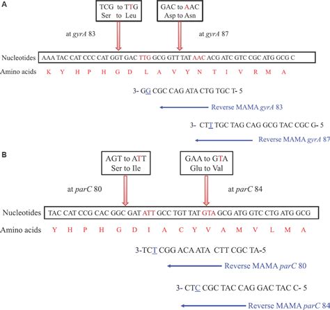 Mismatch Amplification Mutation Assay Polymerase Chain Reaction A Method Of Detecting