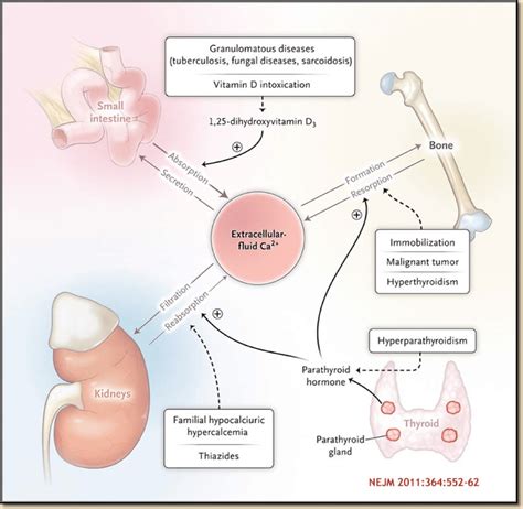 Case 22 Diagnosis And Conclusions