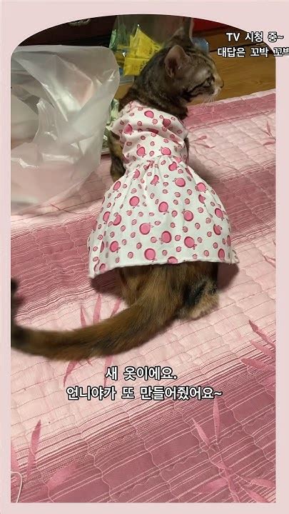 집사가 만들어 준 봄 원피스 입은 고양이 복이~ Youtube