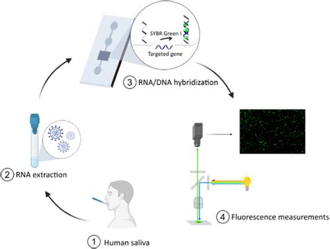 Test Workflow For The Identification Of Sars Cov 2 Viral Charge In Download Scientific Diagram
