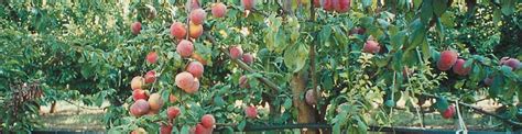 Peach Tree Fertilizer Haifa Group