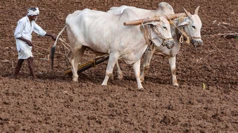 Explainer Why Indian Farmers Worry Despite Average Monsoon Rains