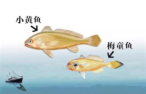 梅鱼、梅童鱼、小黄鱼你分的清吗？学会这招以后就不会被忽悠了鱼类