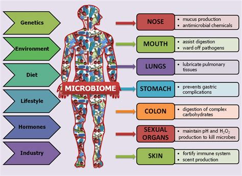 Microbes In The Human Body