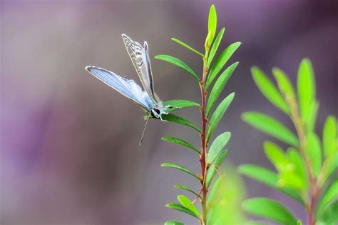 Motyl Natura Owad Na Wolnym Darmowe zdjęcie na Pixabay Pixabay
