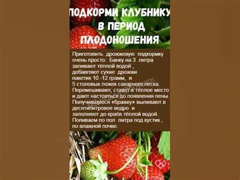 СУПЕР ПОДКОРМКА КЛУБНИКИ ВО ВРЕМЯ ПЛОДОНОШЕНИЯ. #shorts - YouTube
