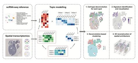 Alfonso Saera Vila On Linkedin Spatialtranscriptomics Bioinformatics Cellularbiology