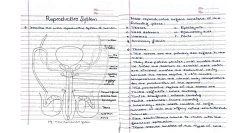 SOLUTION Reproductive System Studypool