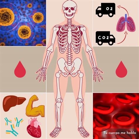 Anemia FerropÉnica ¿tomar Hierro Tu Cuerpo Me Habla