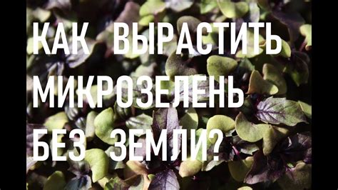 Как вырастить микрозелень без земли. Выращивание микрозелени на воде ...
