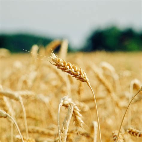 Cultivation Crop Recommendation Dataset Kaggle