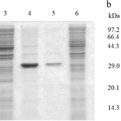 Biosynthesis Of 5′ Ntp Or Dntp From 5′ Nmp Or Dnmp Nmkase Nucleotide Download Scientific