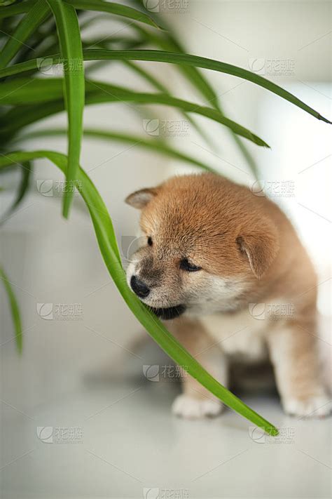 柴犬小狗