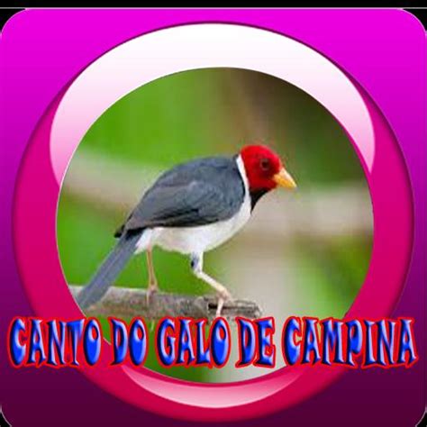 Canto Do Galo De Campina New Apk For Android Download