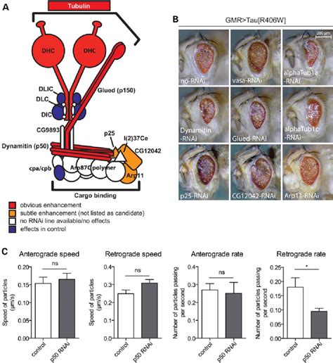 Effects After Silencing Members Of The Dyneindynactin Complex A