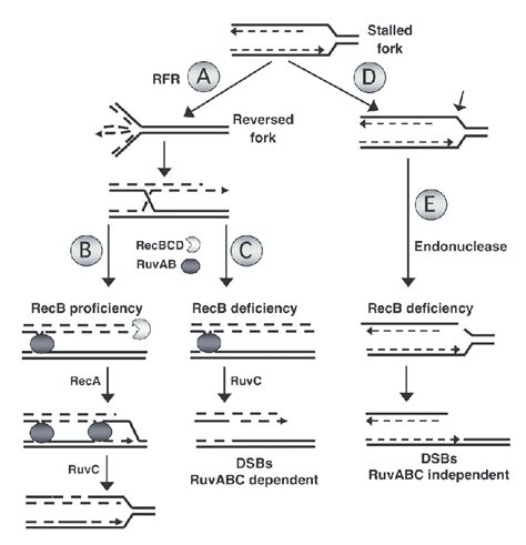 The Fate Of The Stalled Forks In The First Step A The Replication
