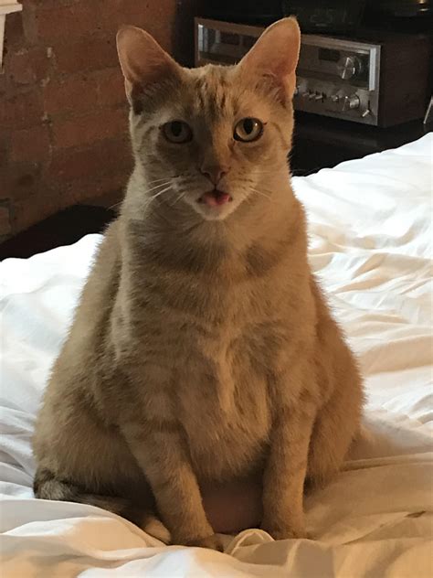 Zeuss Brain Crashed Might Need A Reboot Roneorangebraincell