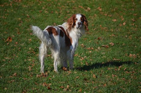 Irish Red And White Setter Puppies For Sale