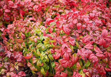 魔除けの木ナンテンの実も楽しむ育て方と植物の特徴をわかりやすく解説