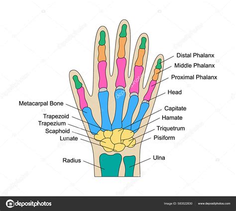 Huesos Humanos Mano Anatomía Con Descripciones Estructura Piezas Mano