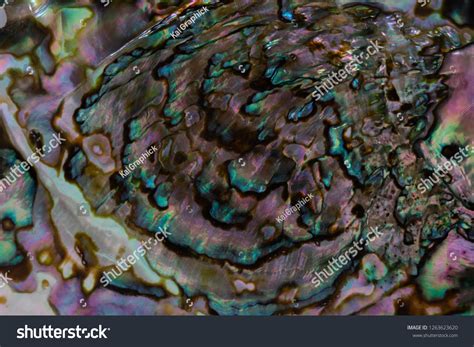 Abalone Shell One Beautiful Sea Creatures Stock Photo 1263623620 Shutterstock