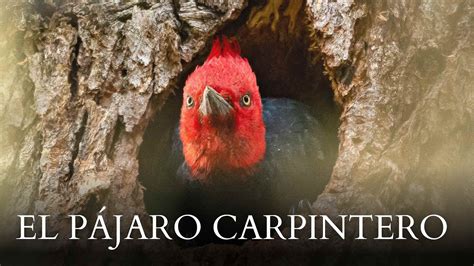 El P Jaro Carpintero Gigante De La Patagonia Mini Documental Youtube