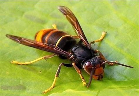 Loulé Município Sensibiliza para a Vespa Velutina Mais Algarve