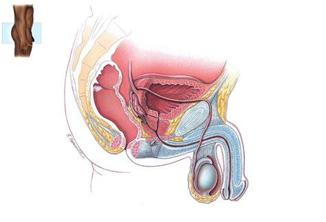 Male Reproductive System Labeled Diagram Quizlet