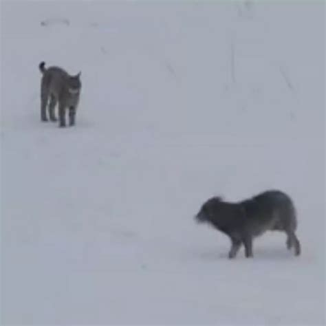Lynx Vs Wolf Fight
