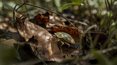 Discover Stinkbug Lifecycle Diet Facts Threats And More Bugbrief