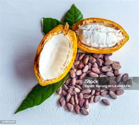 잘 익은 신선한 슬라이드 코코아 꼬투리 절반을 자른 코코아 과일 흰색 나무 배경에 녹색 카카오 잎이 있는 마른 갈색 코코아 콩의 상위 뷰 갈색에 대한 스톡 사진 및 기타