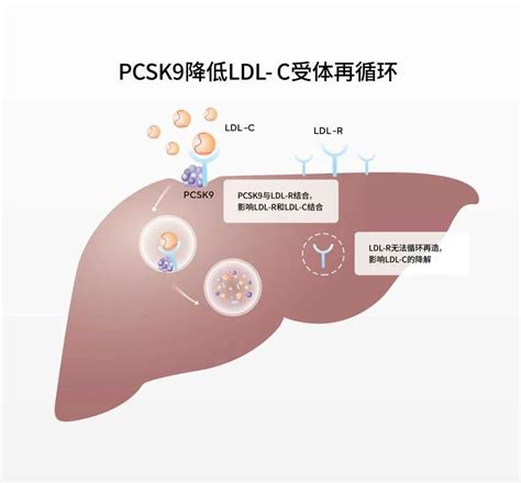 抢跑国产pcsk9赛道！信达生物「托莱西单抗」率先“上岸”药智新闻