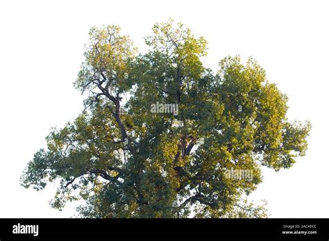 The Isolated Tree On White Background Stock Photo Alamy