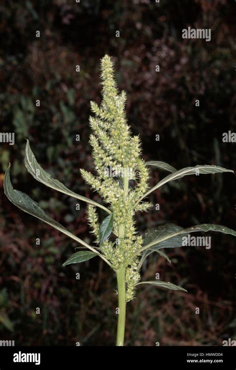 Common Amaranth Inflorescence Amaranthus Retroflexus Amaranthaceae